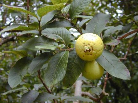 Psidium guajava | Pustaka Flora | Database Tanaman Landscape