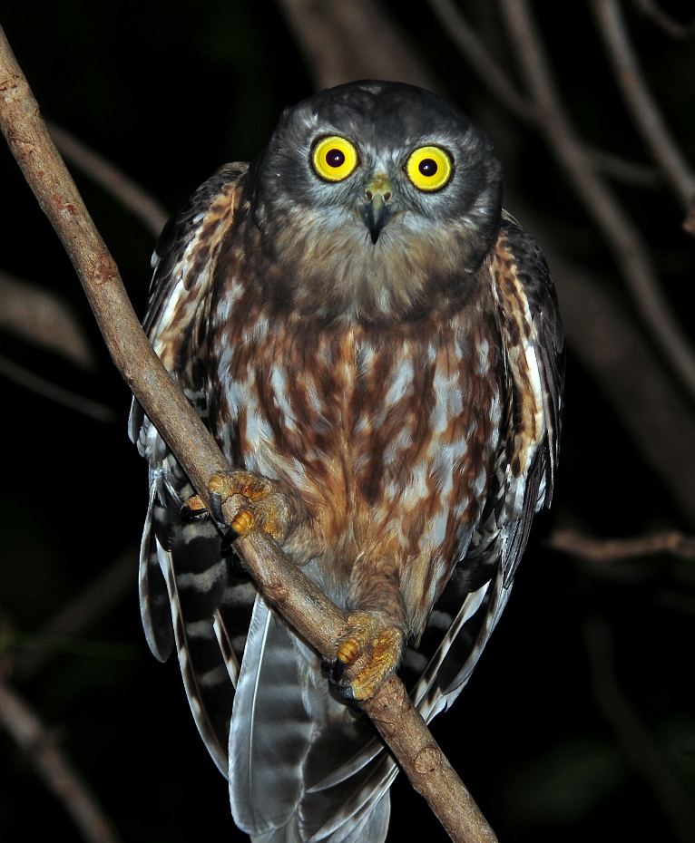 Bird Photographs: Darwin