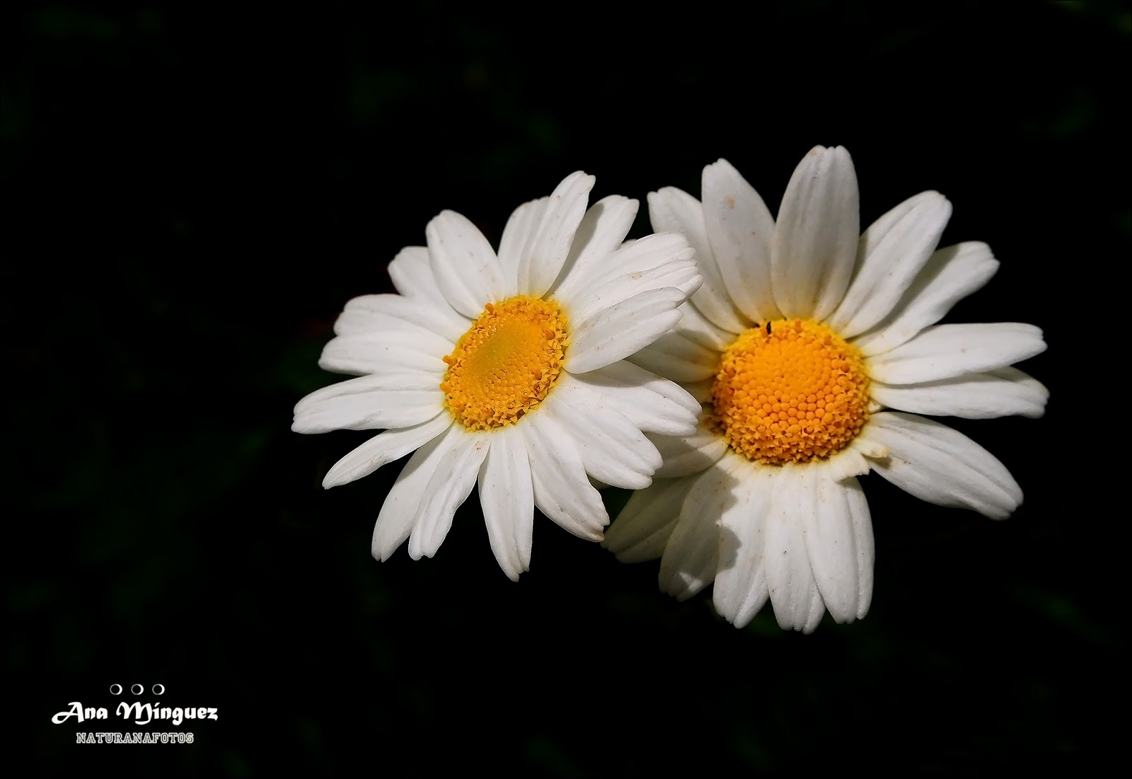 NATURANAFOTOS: Mayo florido y hermoso