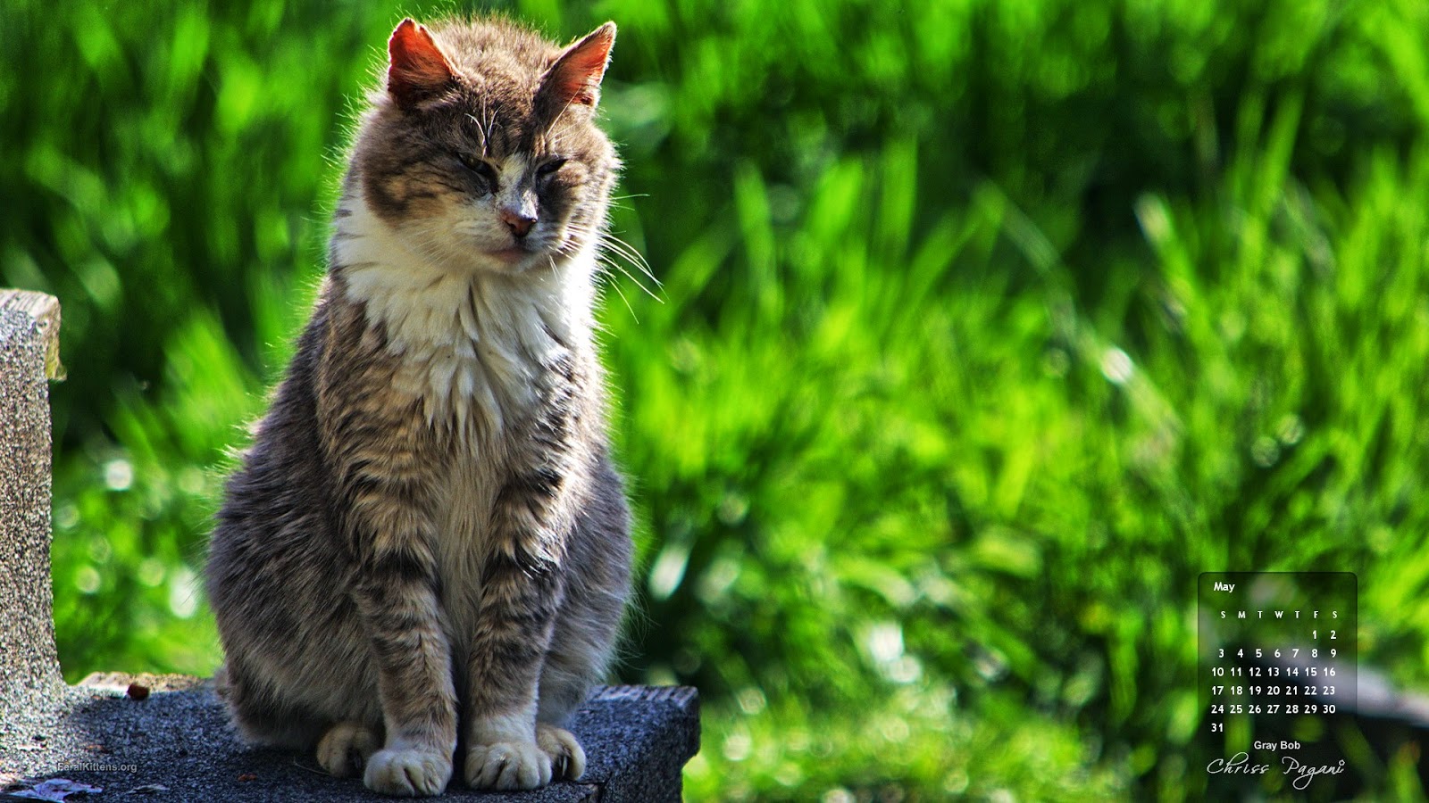 May Cat of the Month Wallpaper - Gray Bob - animal world