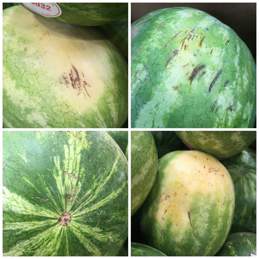 How To Pick the Perfect Watermelon Every Time!