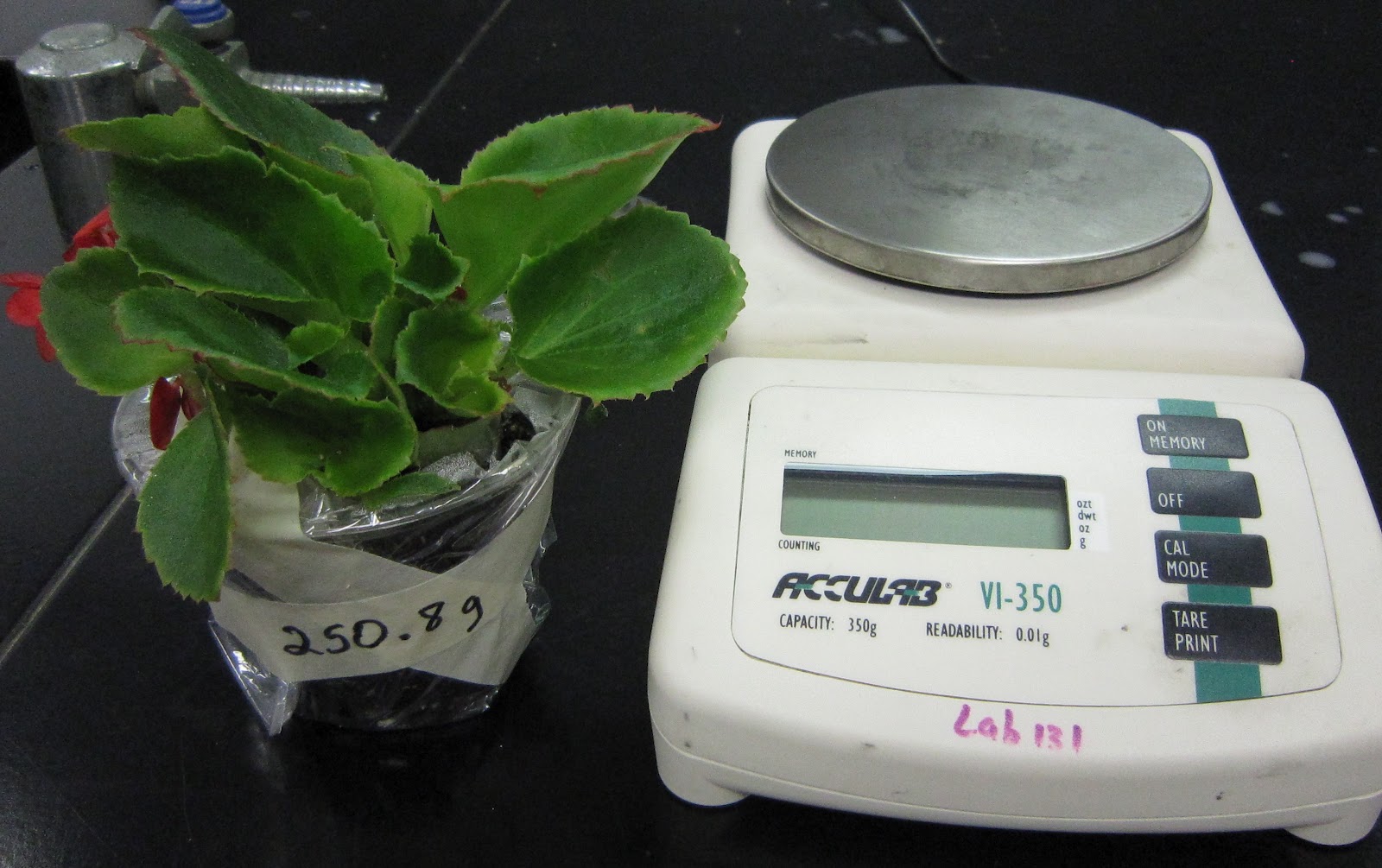 Amy Brown Science: Transpiration Made Simple!