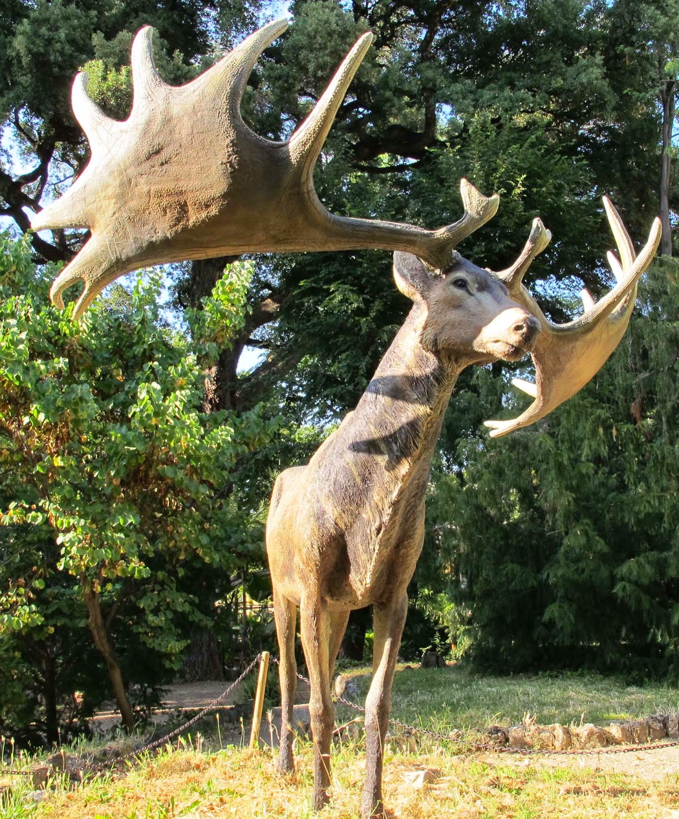 Ciervo gigante o megalocero (Megaloceros giganteus)