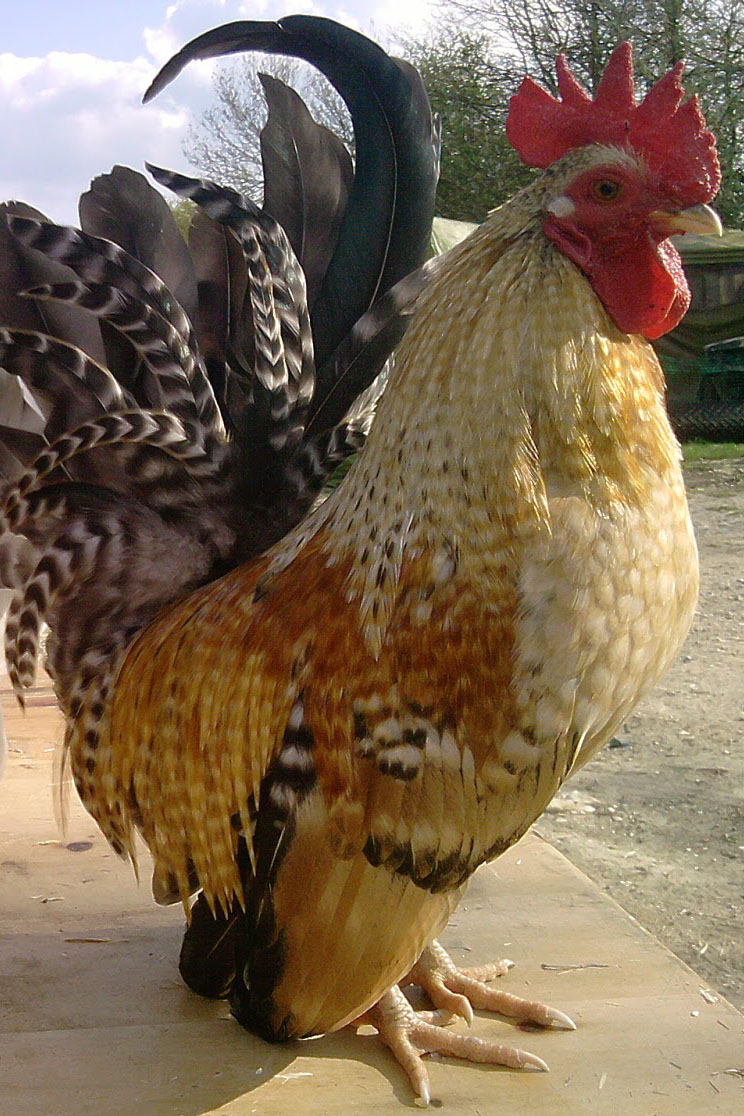 Cara Beternak Ayam Kate - Global Info