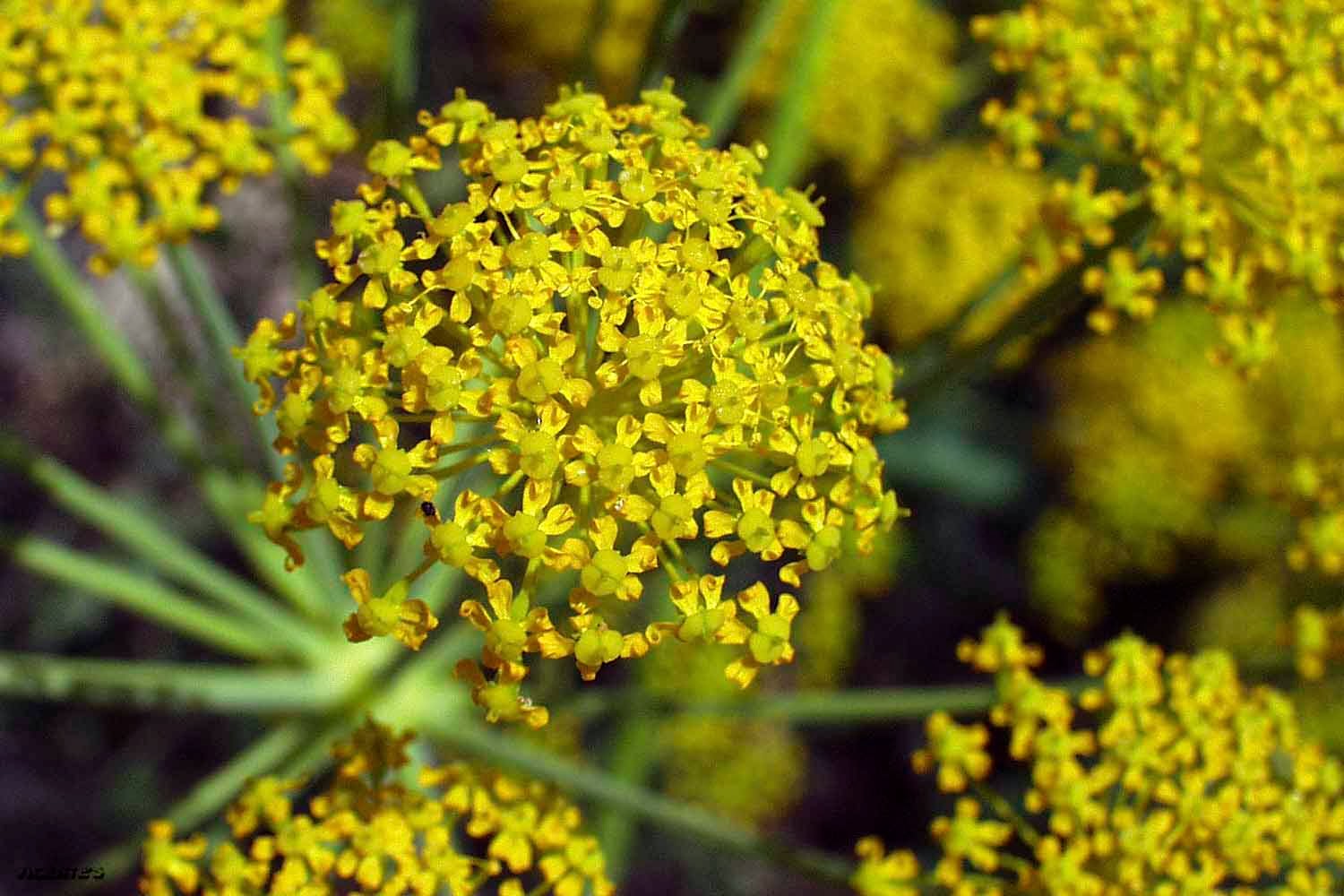 Las flores silvestres de Hormaza: Thapsia villosa