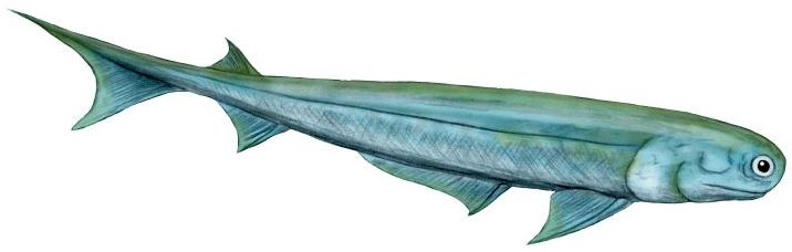 Mundo Pré-Histórico: Acanthodes