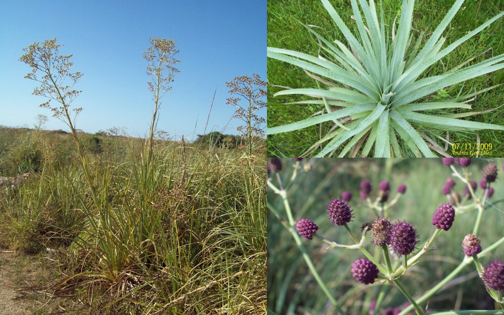 Argentina nativa: Caraguatá (Eryngium pandanifolium)