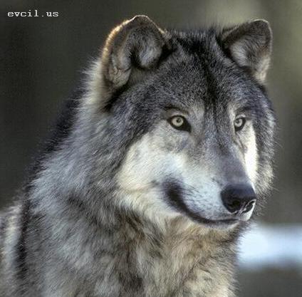 VAHŞİ HAYVAN RESİMLERİ VAHŞİ HAYVANLAR-Manzaralar