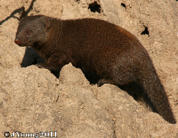 South African Photographs: Common Dwarf Mongoose (Helogale parvula)
