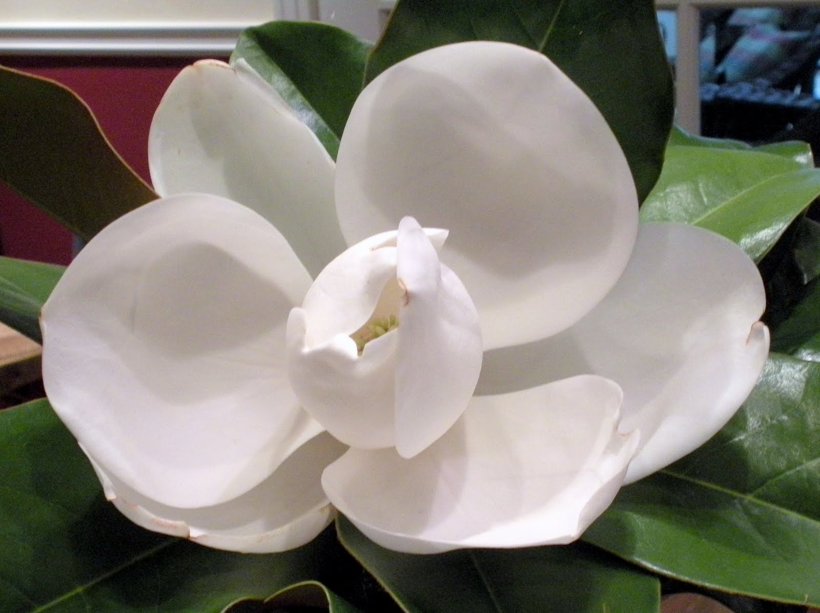 The Magnolias Are In Bloom - HYACINTHS FOR THE SOUL