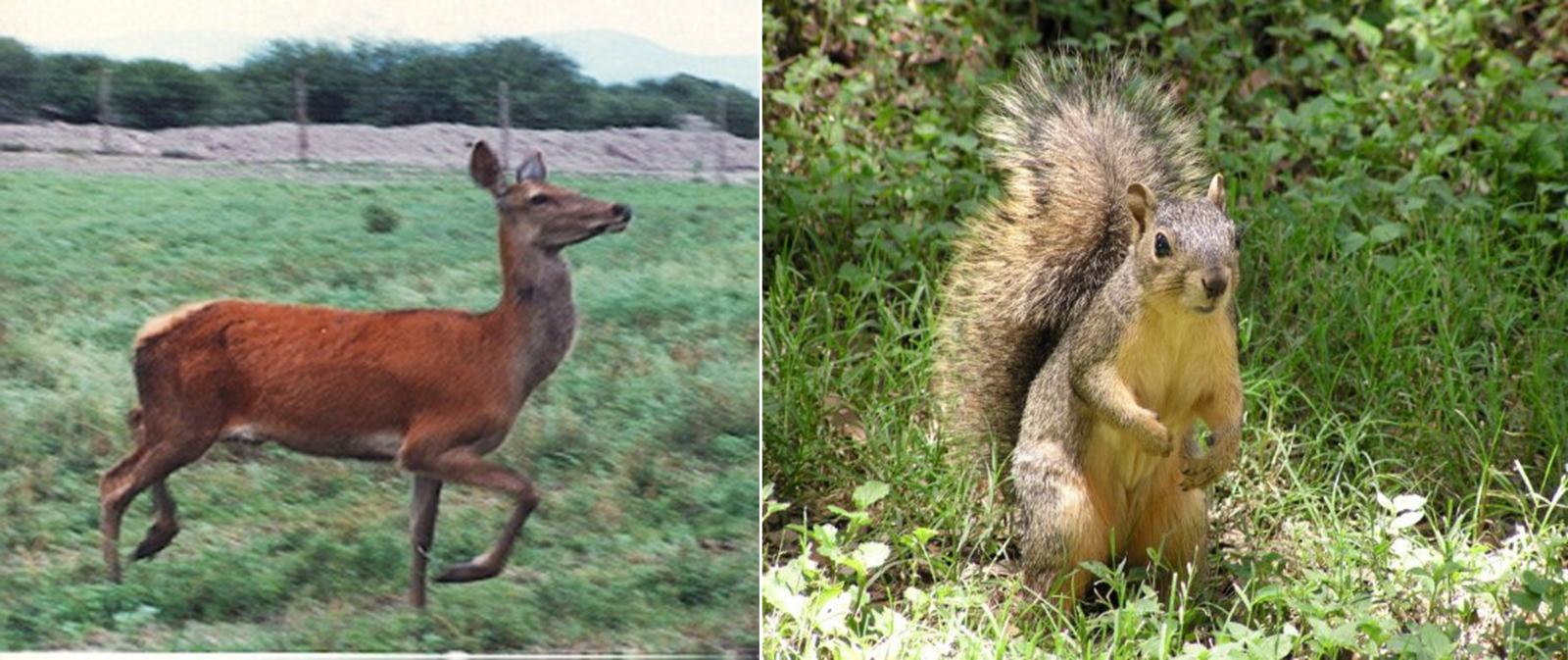 San Joaquín de Antaño