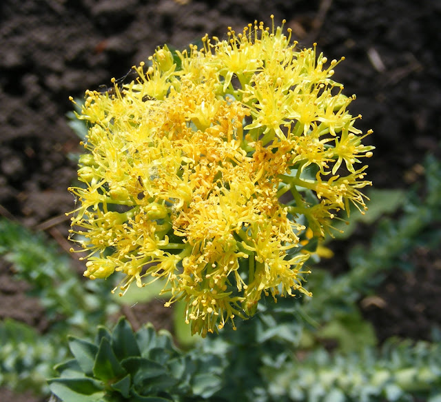 Plant World: Rhodiola rosea