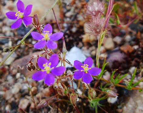 PLANTAS SILVESTRES QUE FLORECEN EN OTOÑO