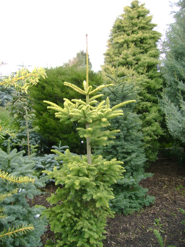 Trees Planet: Abies procera - Noble Fir - Red Fir