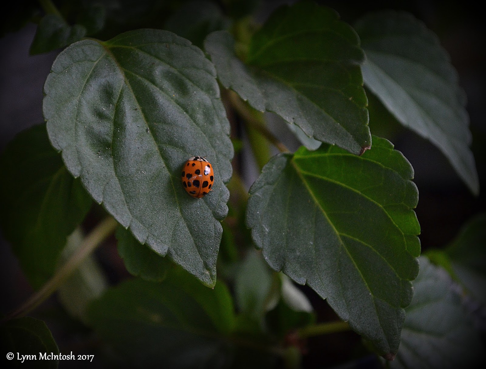 Southwest Florida Gardener: More Visitors!