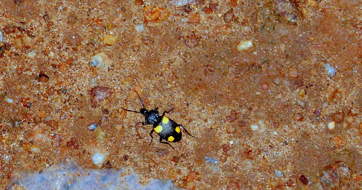 Yellow Spotted Ground Beetle / Eudema angulatus