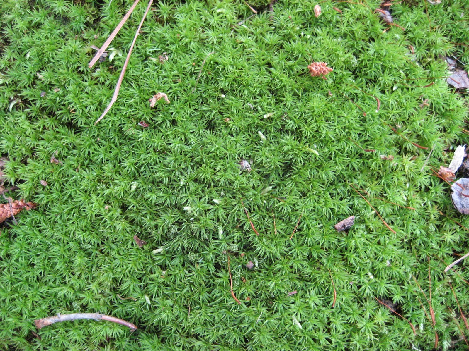 Discovering His Creation: Atrichum Moss (Atrichum angustatum)