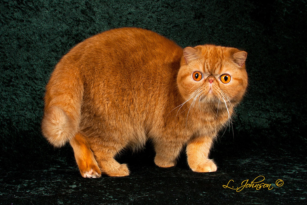 Trend News 24: Best Cats in World Championship 2017-2018