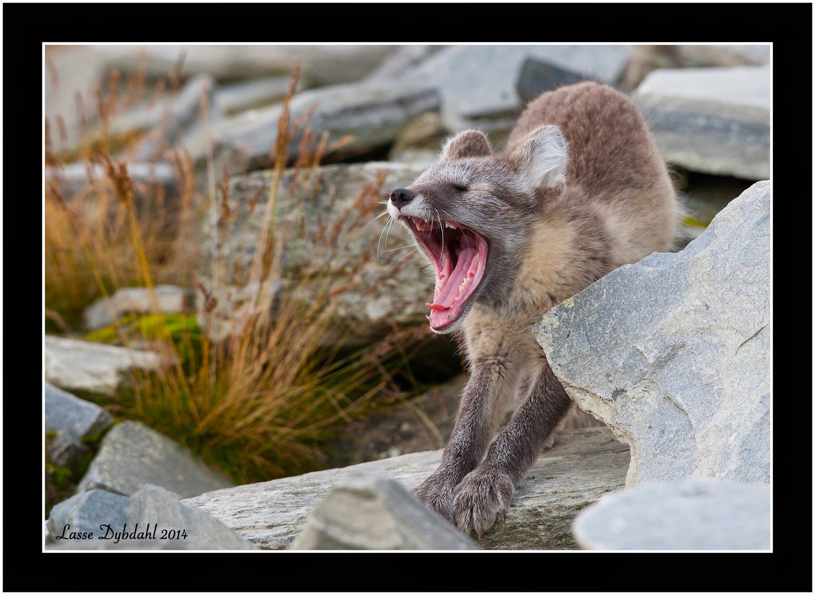 Lasses naturfoto: Fjellrev ( Arctic fox ) Dovrefjell