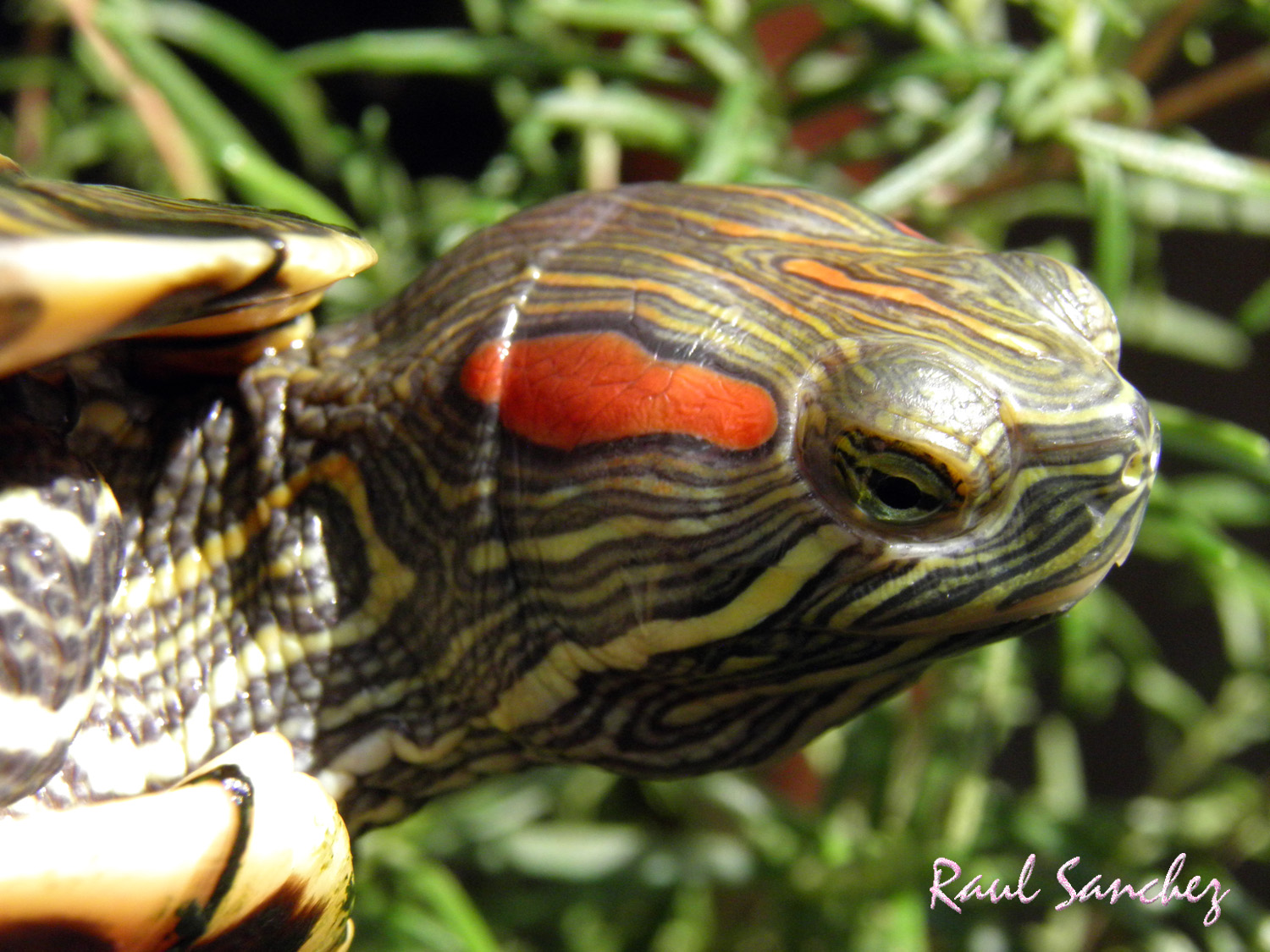 Naturaleza Viva : Totuga de orjas rojas (Trachemys scripta) especie ...