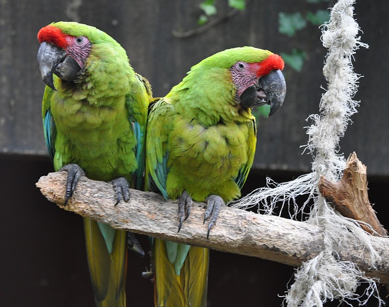 ZOOTOGRAFIANDO (6.100 ANIMALS): GRAN GUACAMAYO VERDE / GREAT GREEN ...
