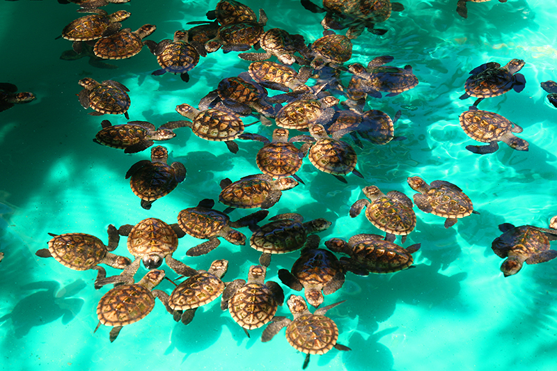 Top 12 things to do in Efate, Vanuatu | NSEMFON VILLAGE