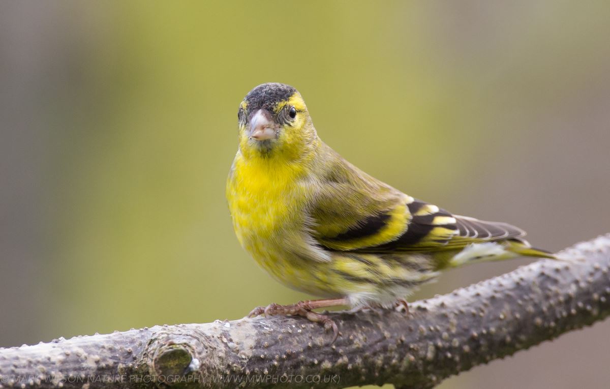 MONTGOMERYSHIRE BIRDS: Garden finches