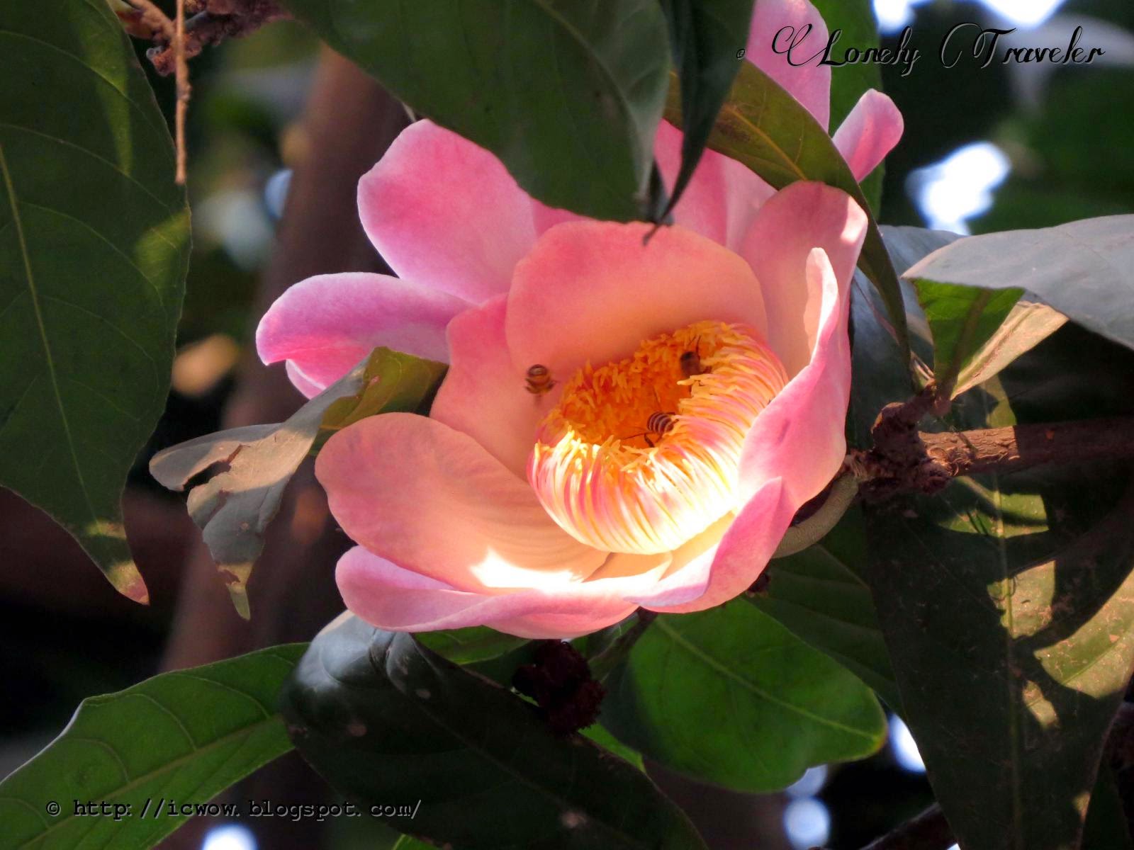 Majestic Heaven Lotus - Gustavia augusta