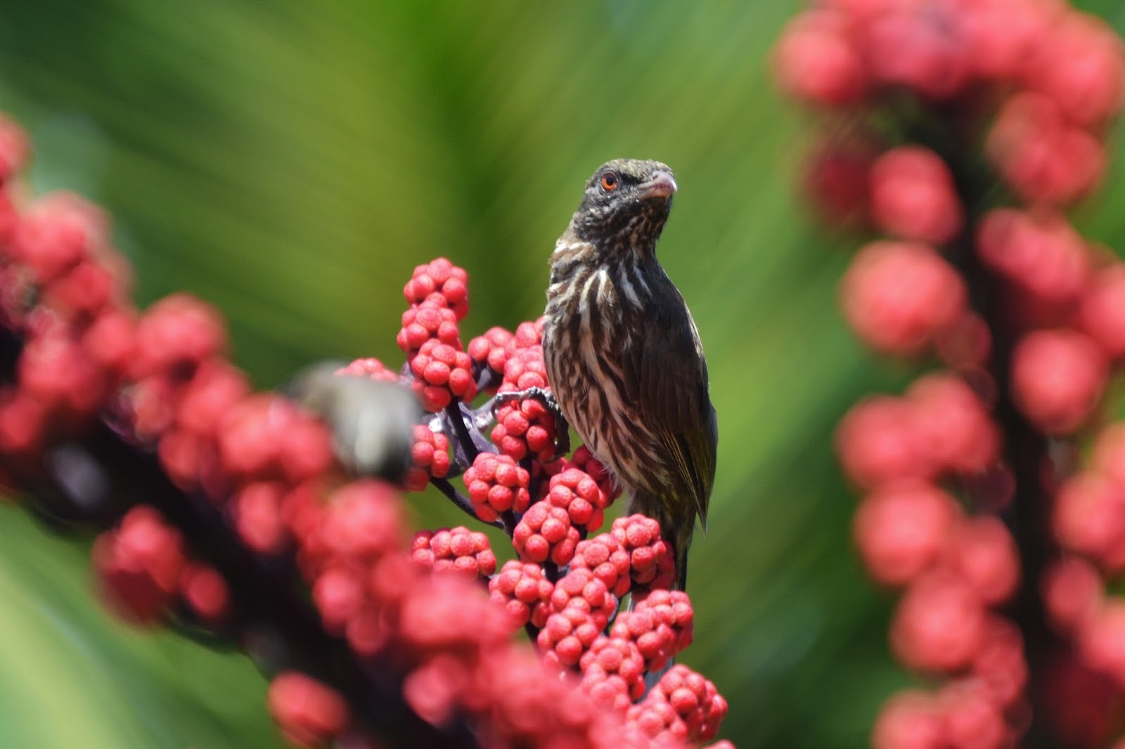 Cigua Palmera. | Fauna Dominicana