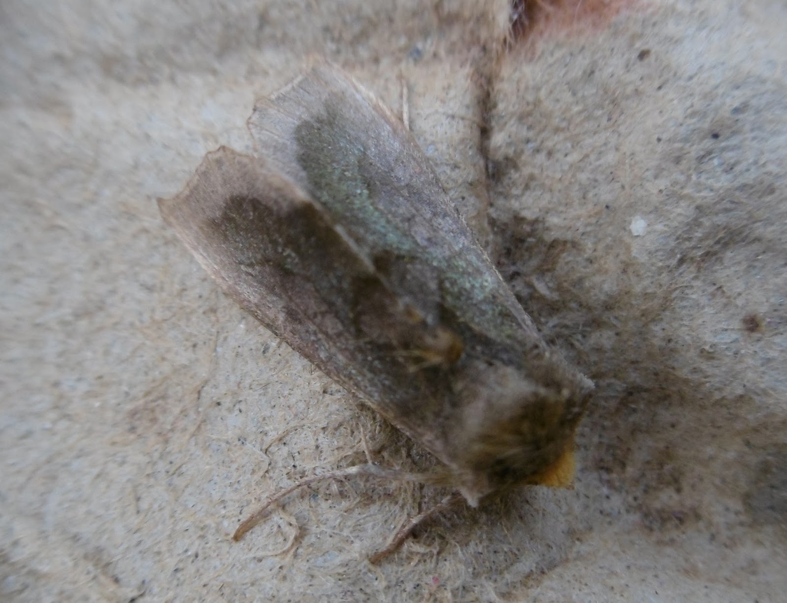 Martin's Moths: Spit and polish