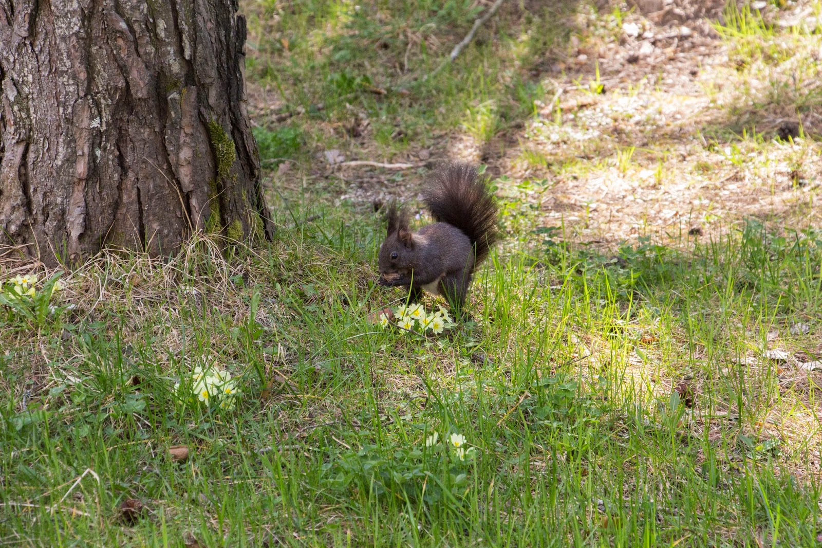 Kuhartnica: Veverica