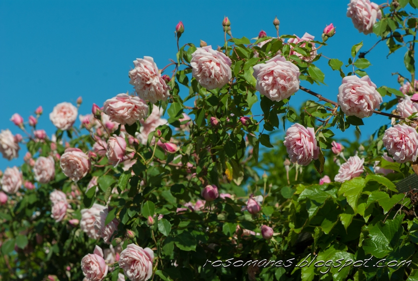 A Rose is a Rose...: April 2013