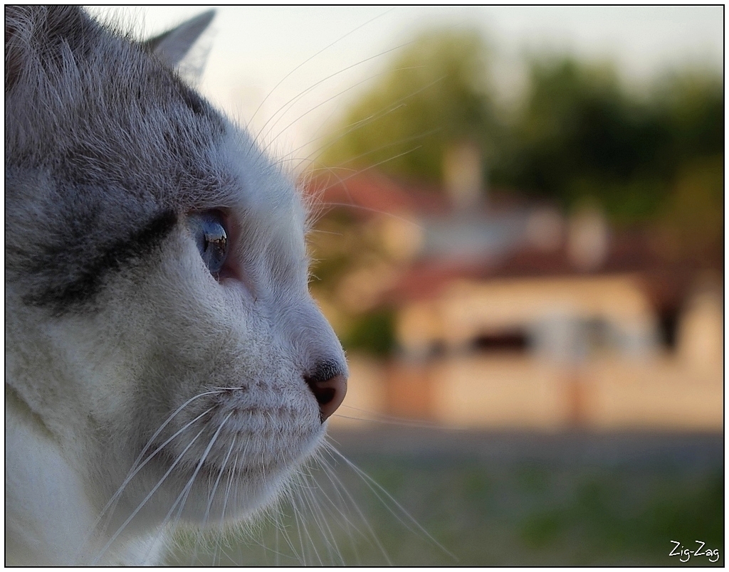 Le Trombi des chats - Page 354 - Salon de discussion - Forum Auto
