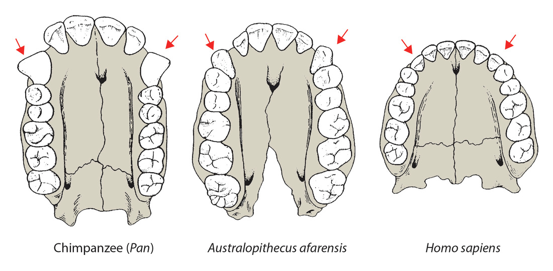 Mr. Goldstein's Classroom Blog: Comparing Homo Sapiens to ...