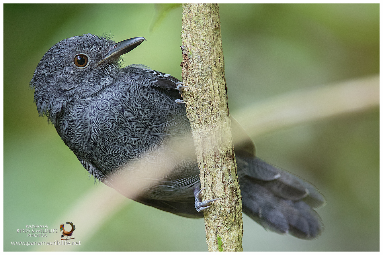 Pipeline Road and surroundings - the best place for Panama Birds ...