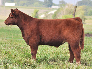 Skinner Cattle Co: Smilin Bob calves for sale at Weisinger Farms!