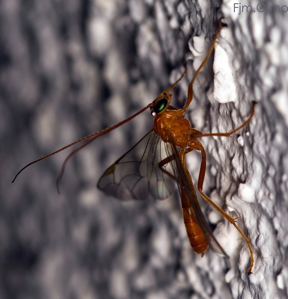 Madera de Olmo: ESCAPADA NOCTURNA DE VERANO POR IRATI