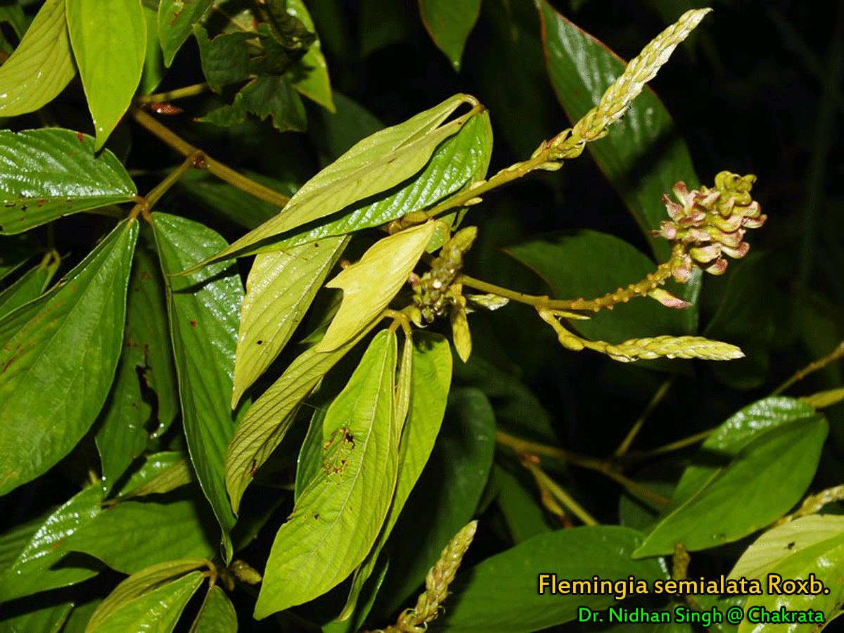 Medicinal Plants: Flemingia semialata, Bara solpan, Ban chola, Winged ...