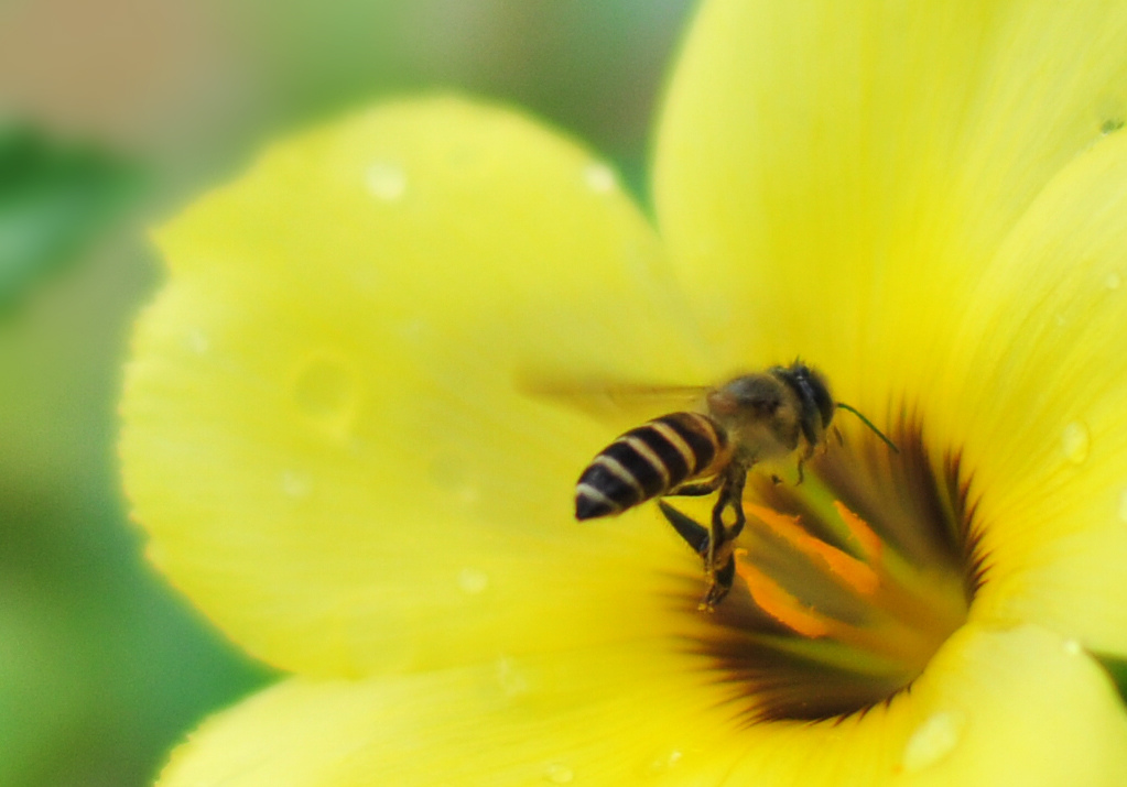 Papa's Post: Cory And The Bumble Bee