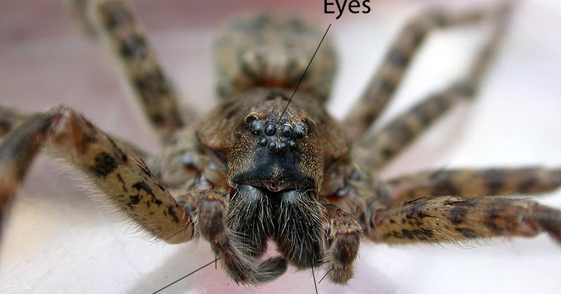 Squirrel's View: Spider Anatomy