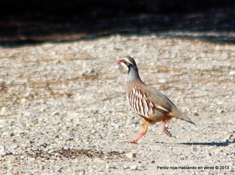 Hablando en verde: Perdiz roja