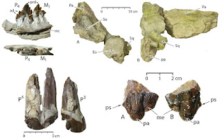 The Coastal Paleontologist: 2015 in review: Advances in marine mammal ...