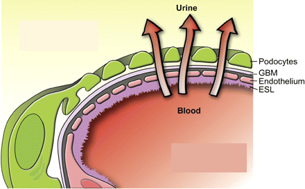 #111 Production of urine in a nephron - Ultrafiltration and ...