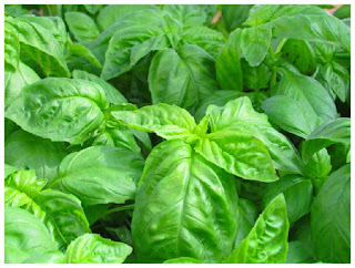 Ini Dia Perbedaan Kemangi, Ruku-ruku, dan Basil | JENIS PERBEDAAN ...