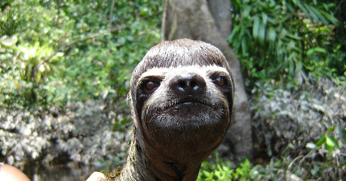 Funny animals of the week - 22 February 2013 (25 pics) | Amazing Creatures