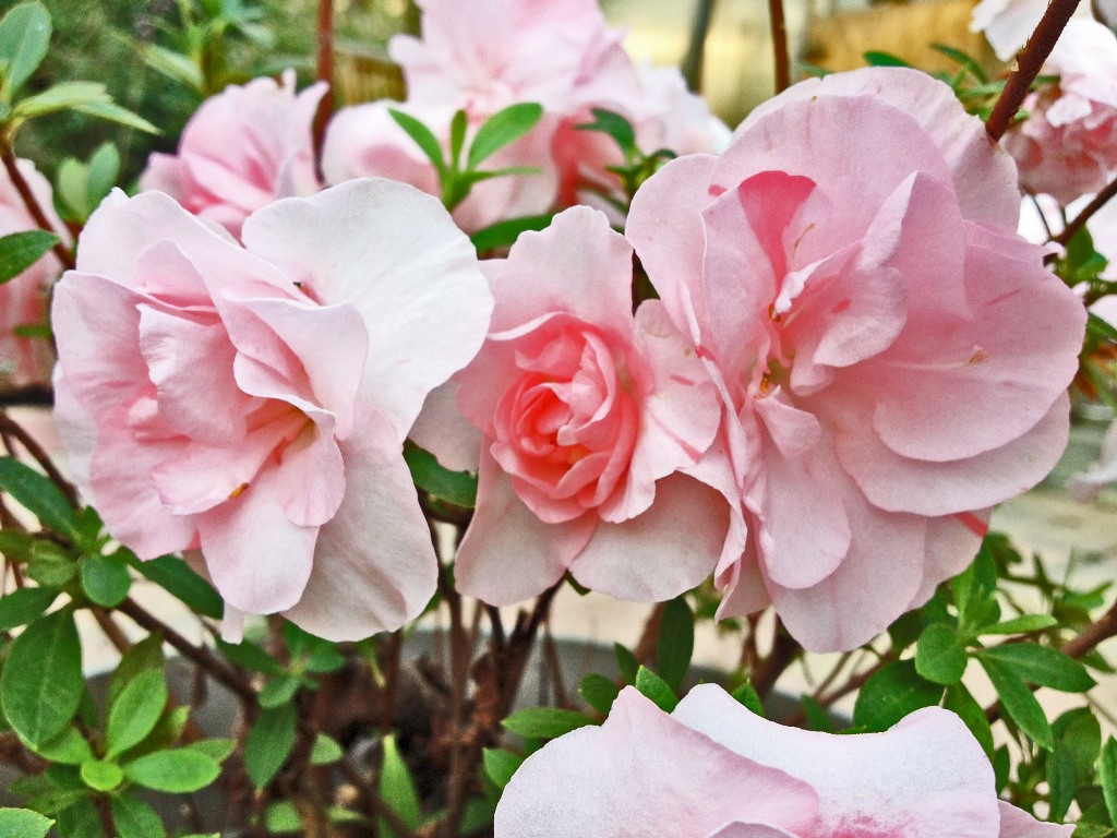 MARIETTE'S BACK TO BASICS: {ROZALEA® Gift keeps on Giving}