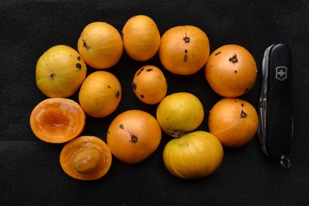 Cambucá da Mata Atlântica. Plinia edulis.