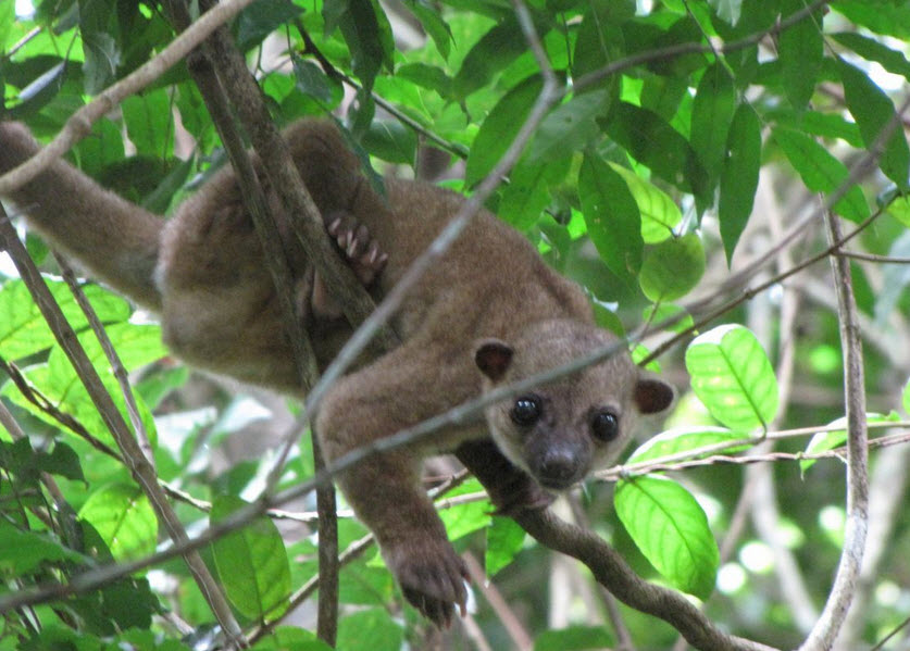 Kinkajou | The Biggest Animals Kingdom