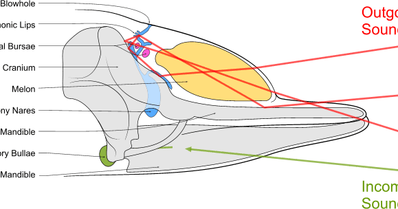 Bwana joen kynästä: Delfiinin muinaisen sukulaisen kaikuluotain upottaa ...