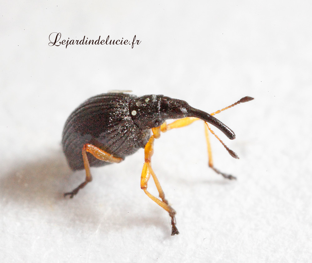 Protapion fulvipes,un petit mâle, noir et jaune.